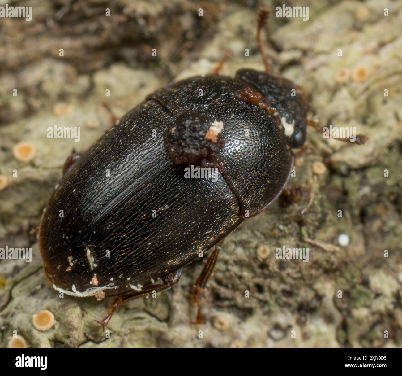 Cryptarcha hi-res stock photography and images - Alamy