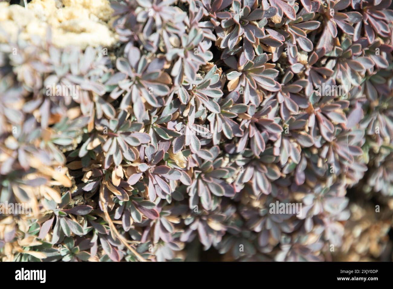 mat rock spiraea (Petrophytum caespitosum) Plantae Stock Photo - Alamy