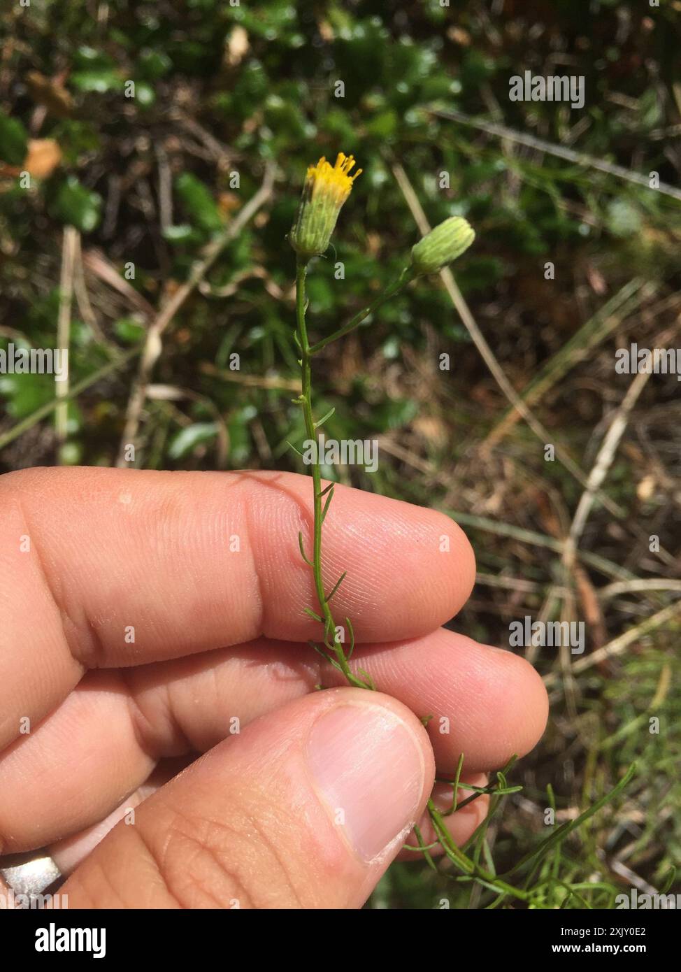 Narrow leaved rayless daisy (Erigeron reductus angustatus) Plantae ...