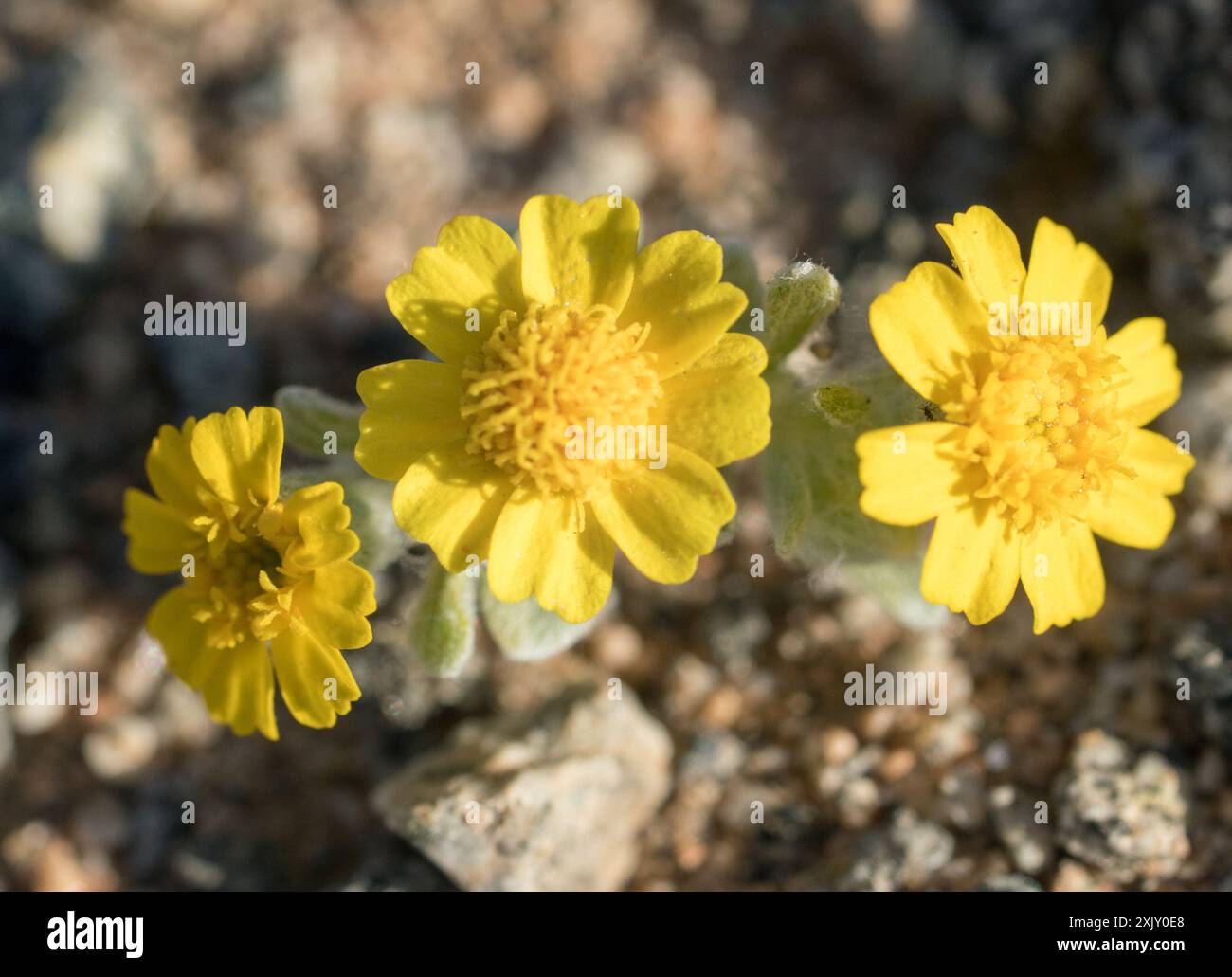 Wallace's woollydaisy (Eriophyllum wallacei) Plantae Stock Photo - Alamy