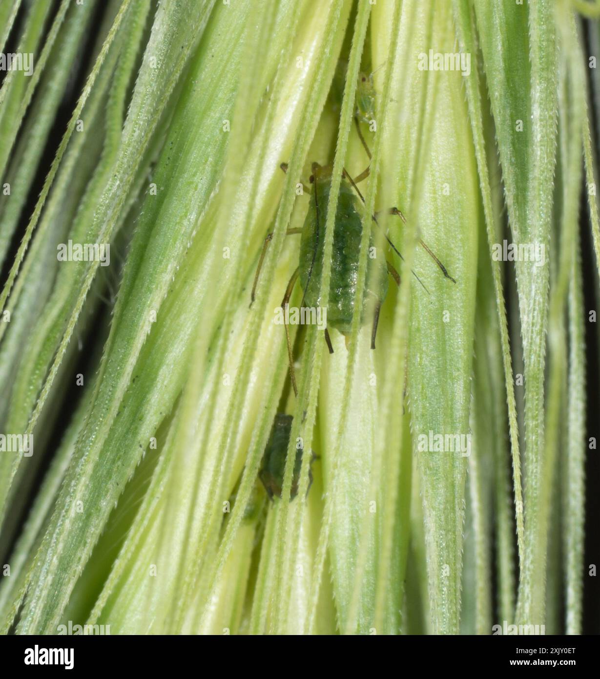 Grain Aphid (Sitobion fragariae) Insecta Stock Photo - Alamy