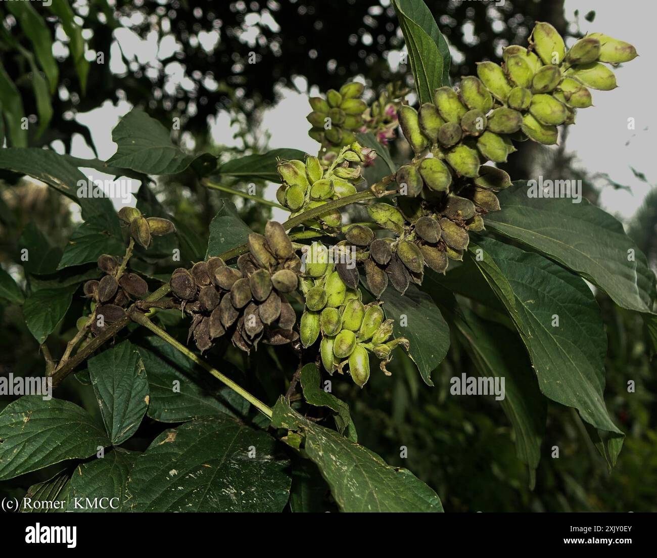 (Flemingia macrophylla) Plantae Stock Photo - Alamy