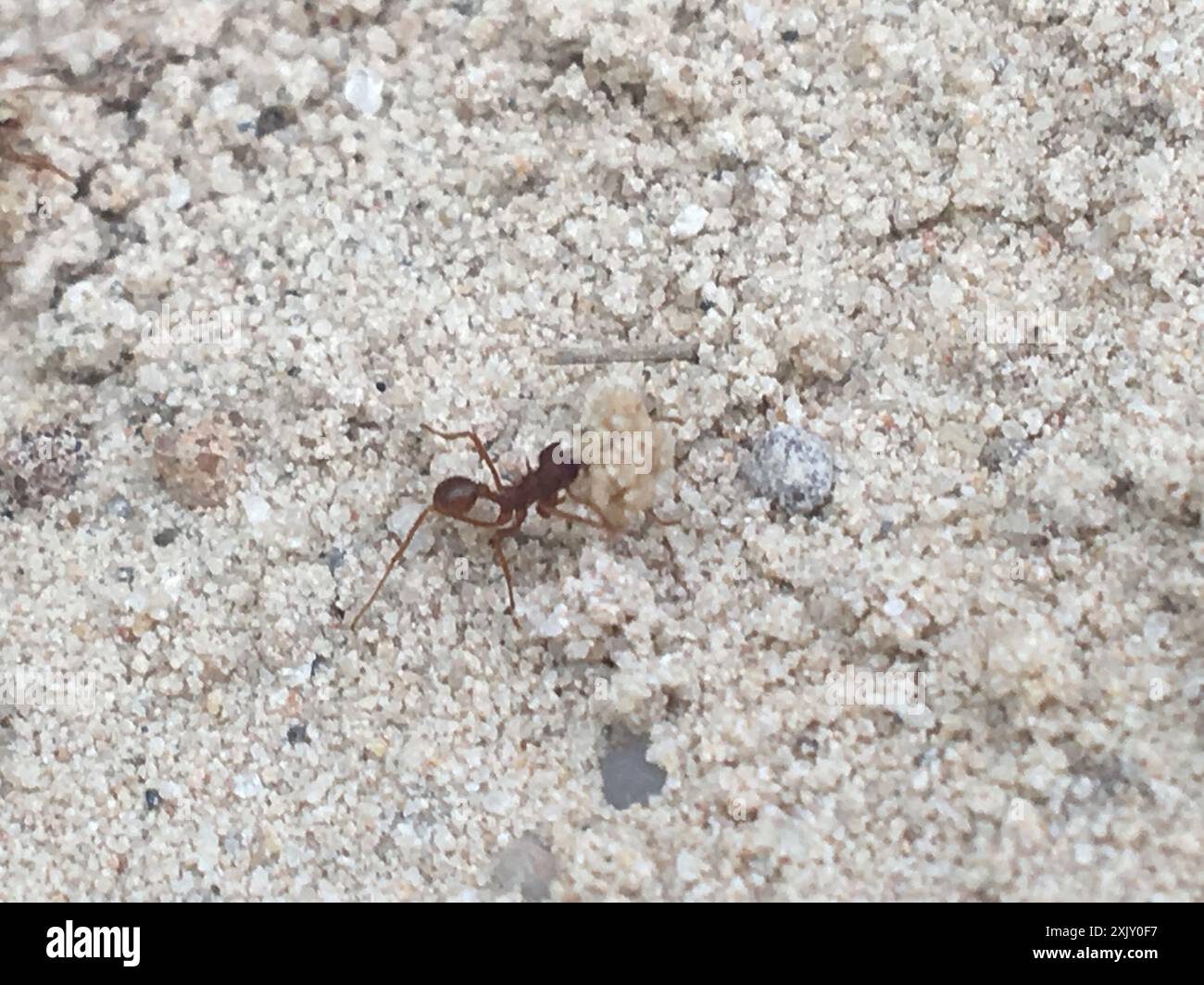 Texas Leafcutter Ant (Atta texana) Insecta Stock Photo - Alamy