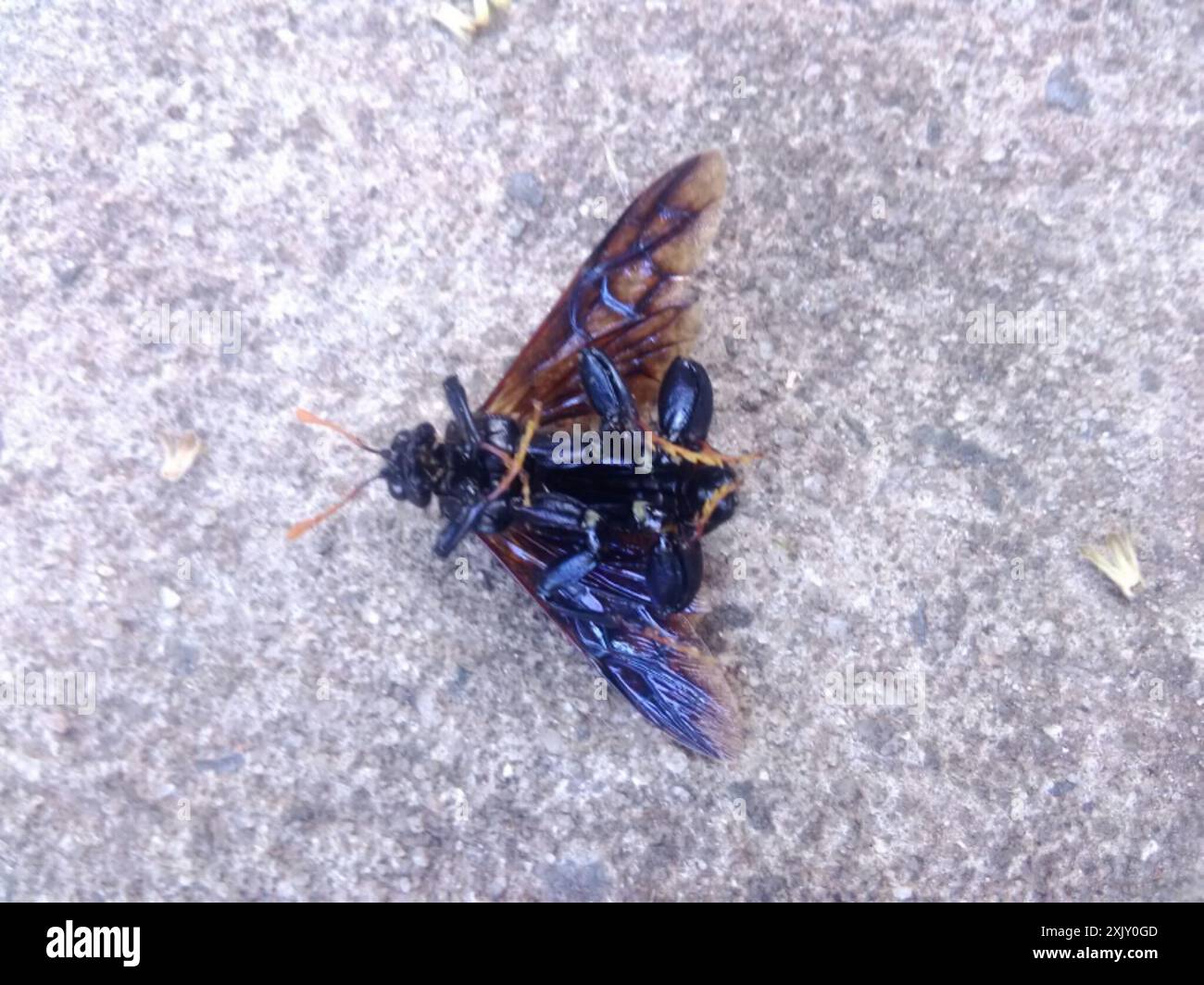 North American Elm Sawfly (Cimbex americanus) Insecta Stock Photo - Alamy