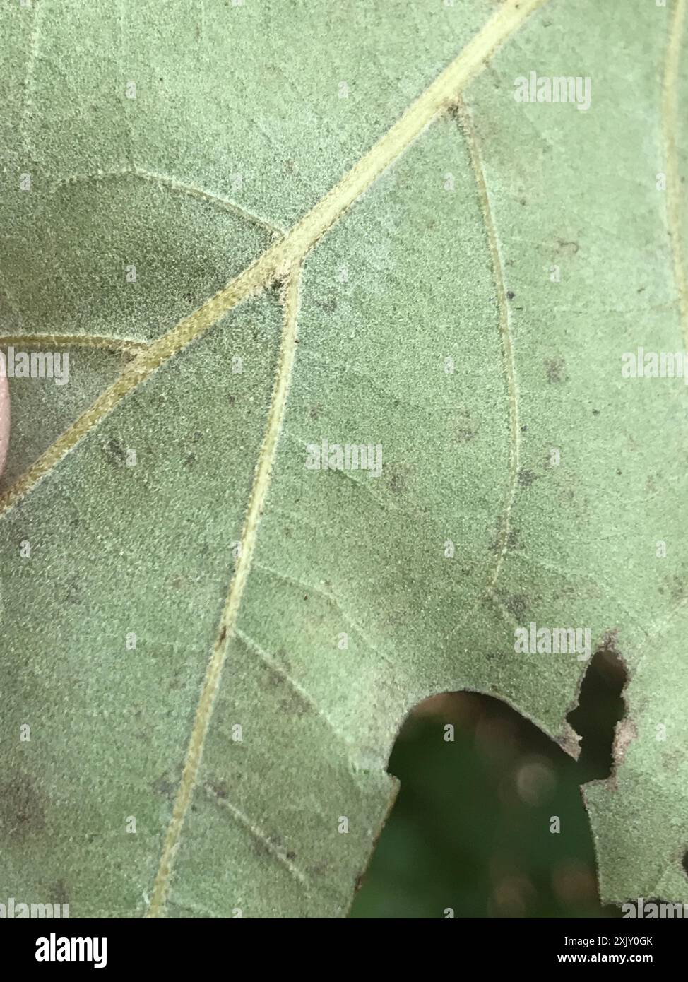 southern red oak (Quercus falcata) Plantae Stock Photo - Alamy