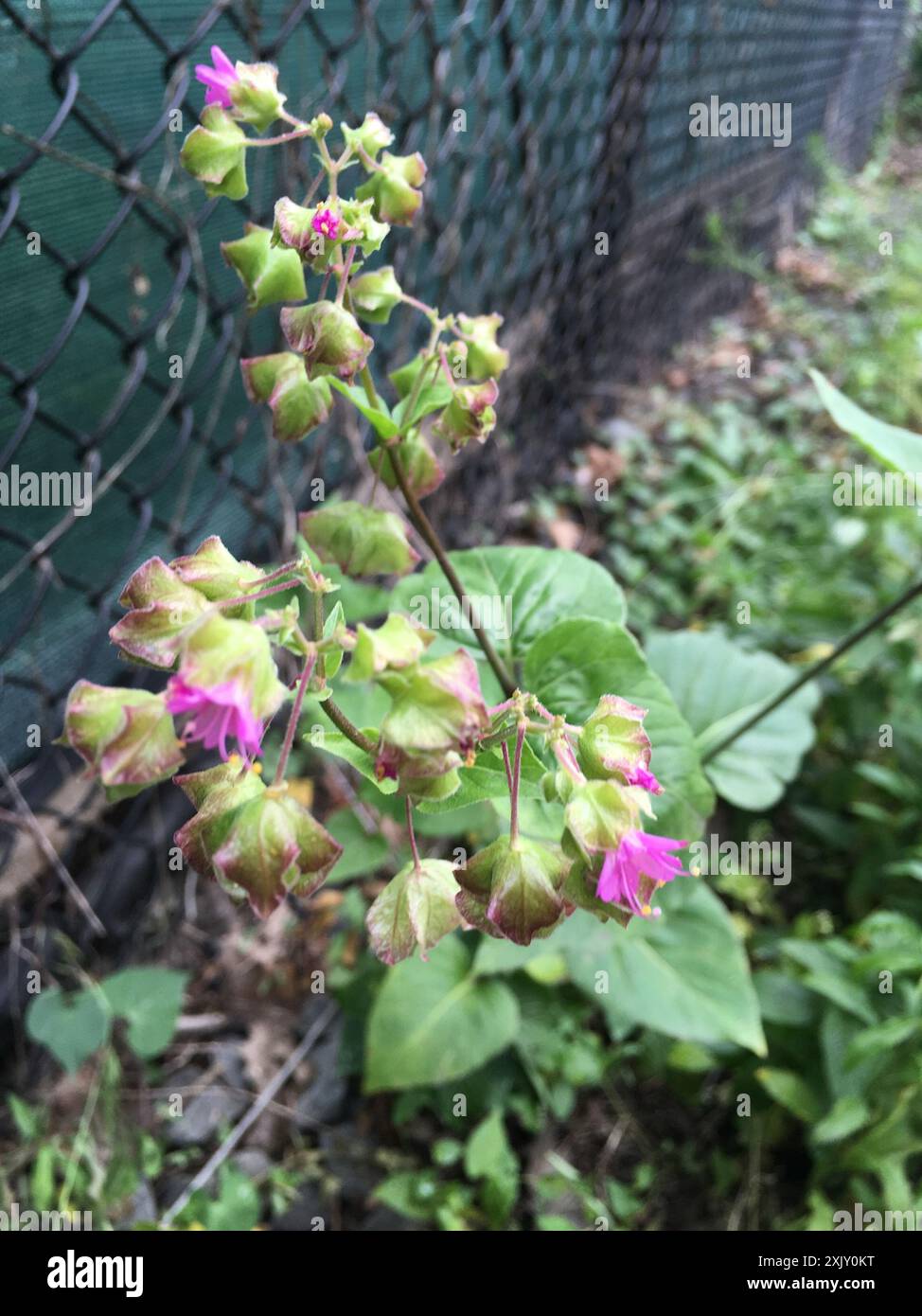 Wild Four o'Clock (Mirabilis nyctaginea) Plantae Stock Photo - Alamy