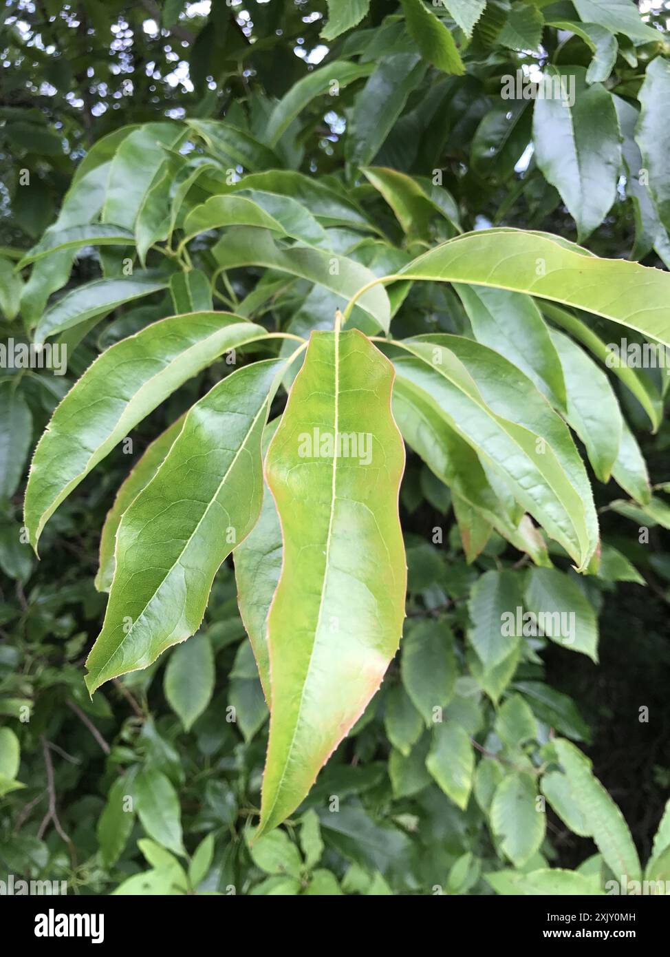 sourwood (Oxydendrum arboreum) Plantae Stock Photo - Alamy