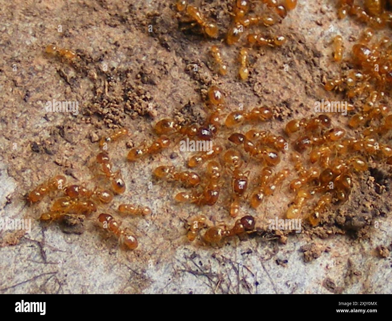 Yellow Fire Ant (Solenopsis punctaticeps) Insecta Stock Photo - Alamy