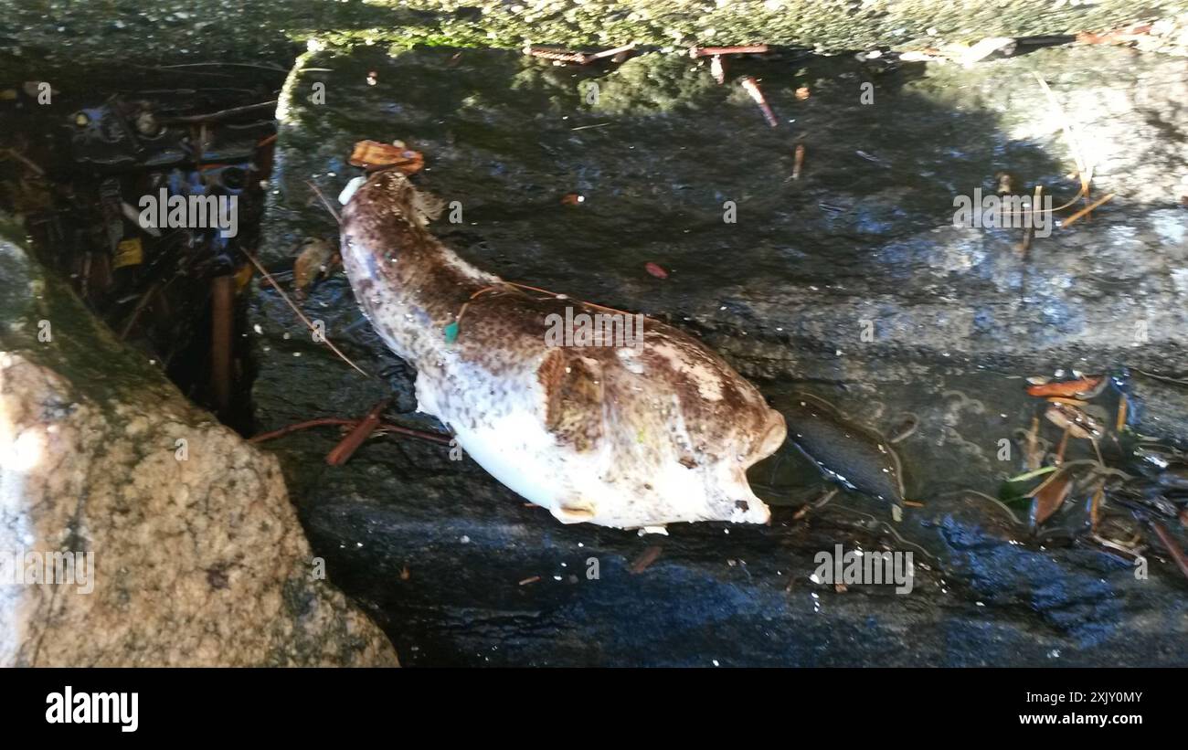 Ray-finned Fishes (Actinopterygii) Actinopterygii Stock Photo - Alamy