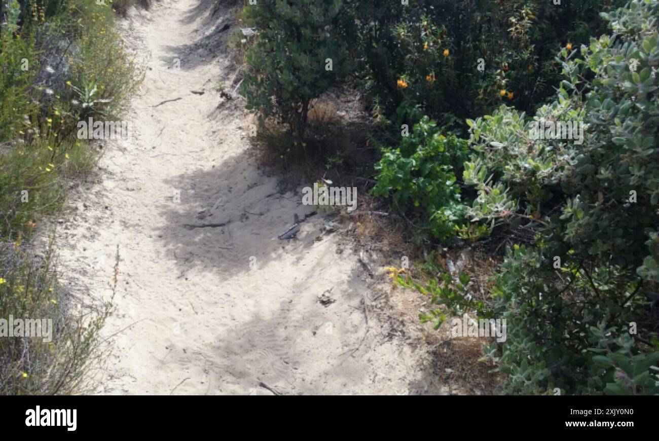 yellow clustered broomrape (Aphyllon franciscanum) Plantae Stock Photo ...