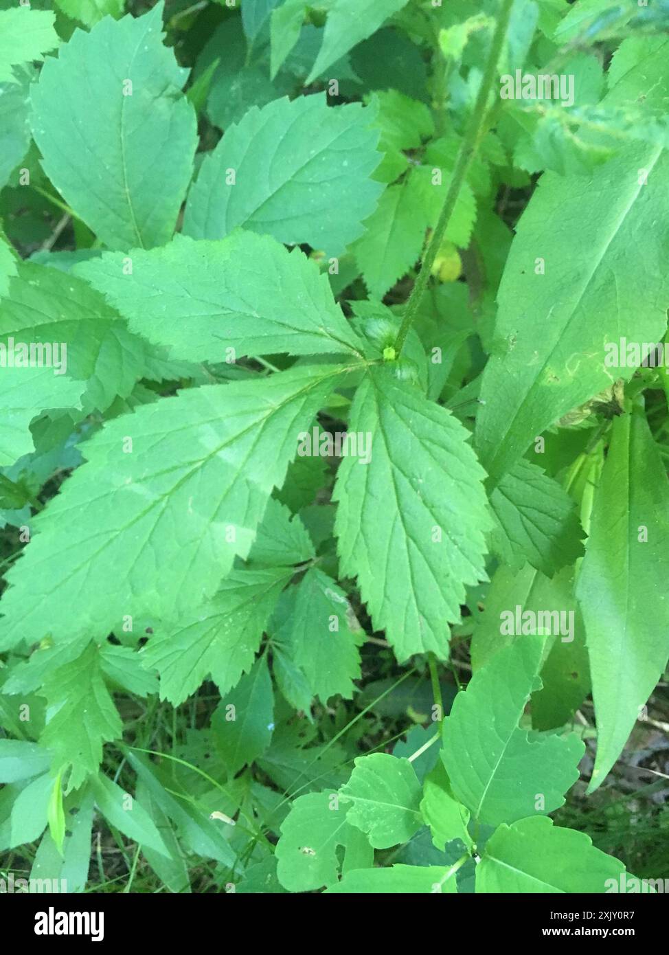 white avens (Geum canadense) Plantae Stock Photo - Alamy