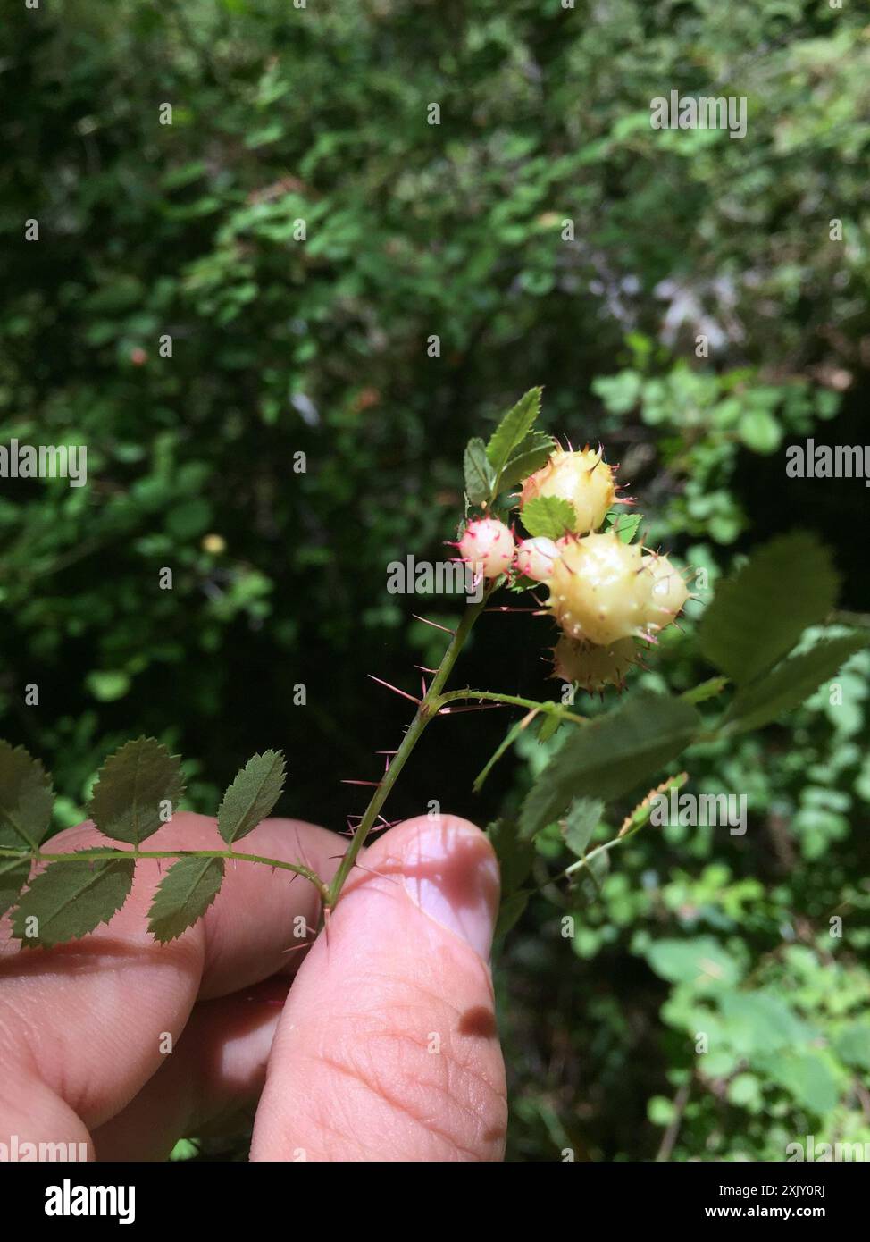 Diplolepis polita hi-res stock photography and images - Alamy