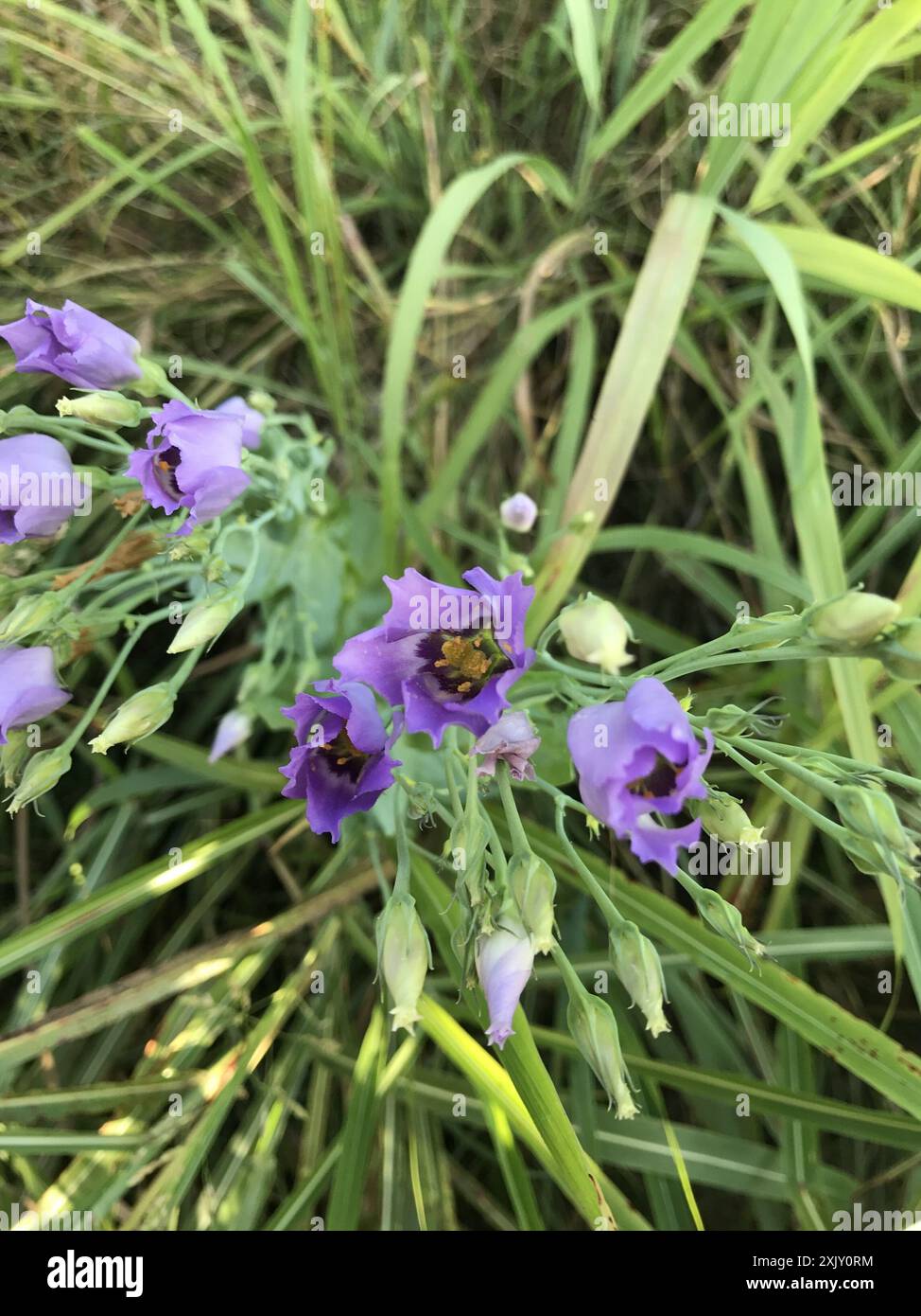 catchfly prairie gentian (Eustoma exaltatum) Plantae Stock Photo - Alamy
