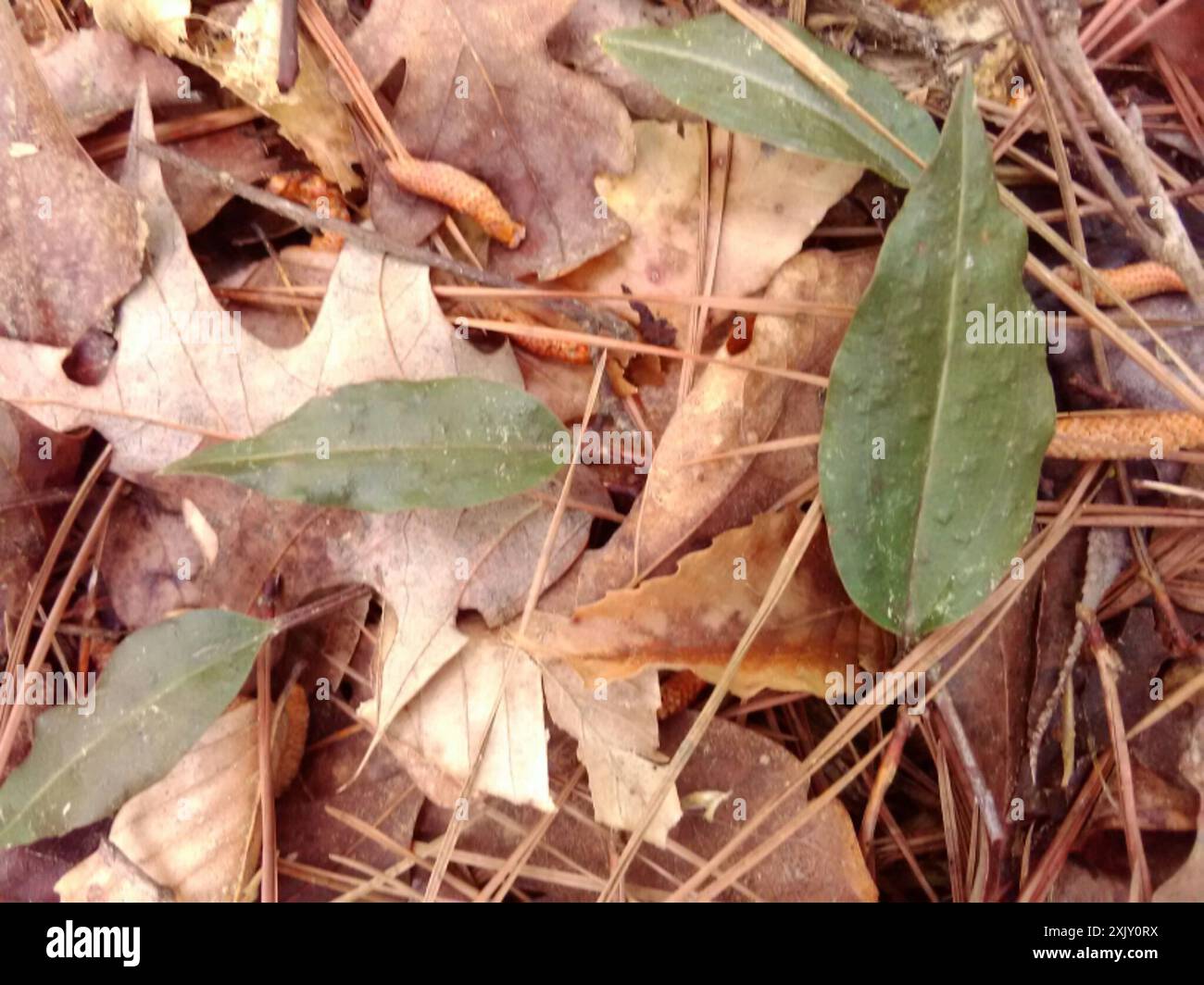 crane-fly orchid (Tipularia discolor) Plantae Stock Photo - Alamy