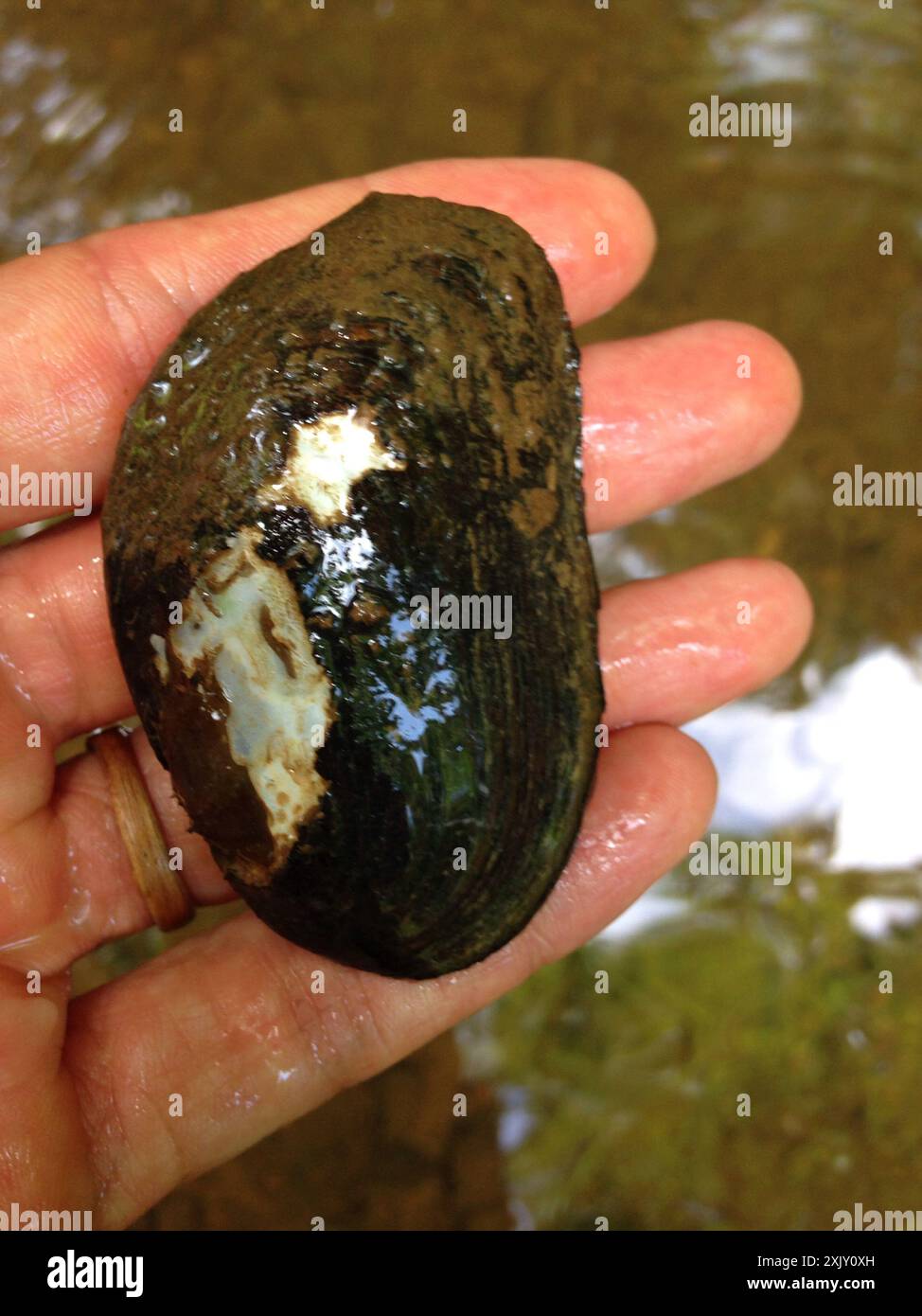 Eastern Pondhorn (Uniomerus carolinianus) Mollusca Stock Photo - Alamy