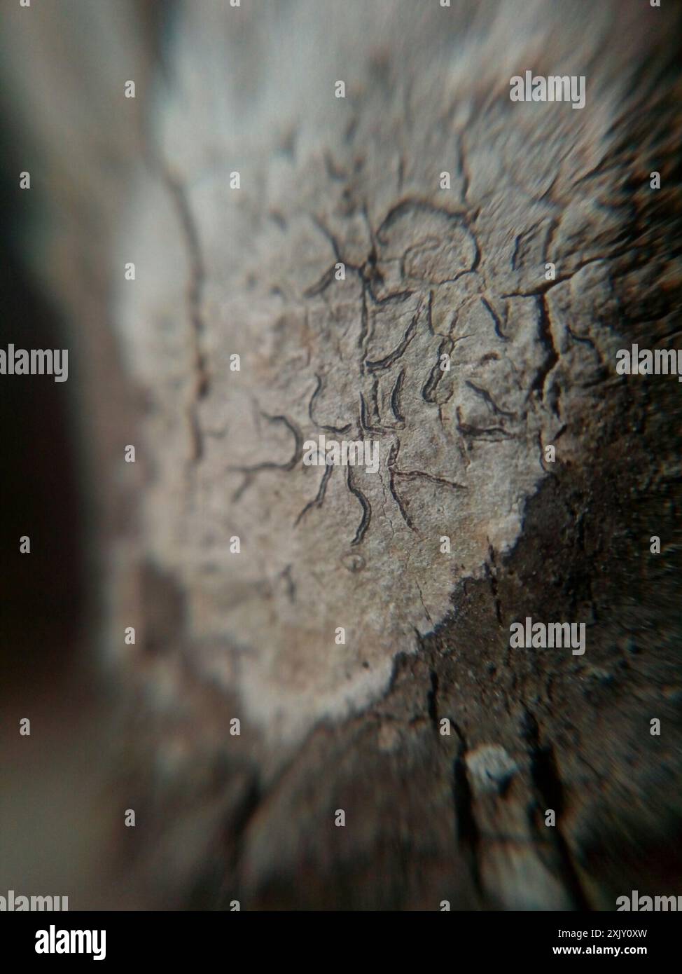 Common Script Lichen (Graphis scripta) Fungi Stock Photo - Alamy