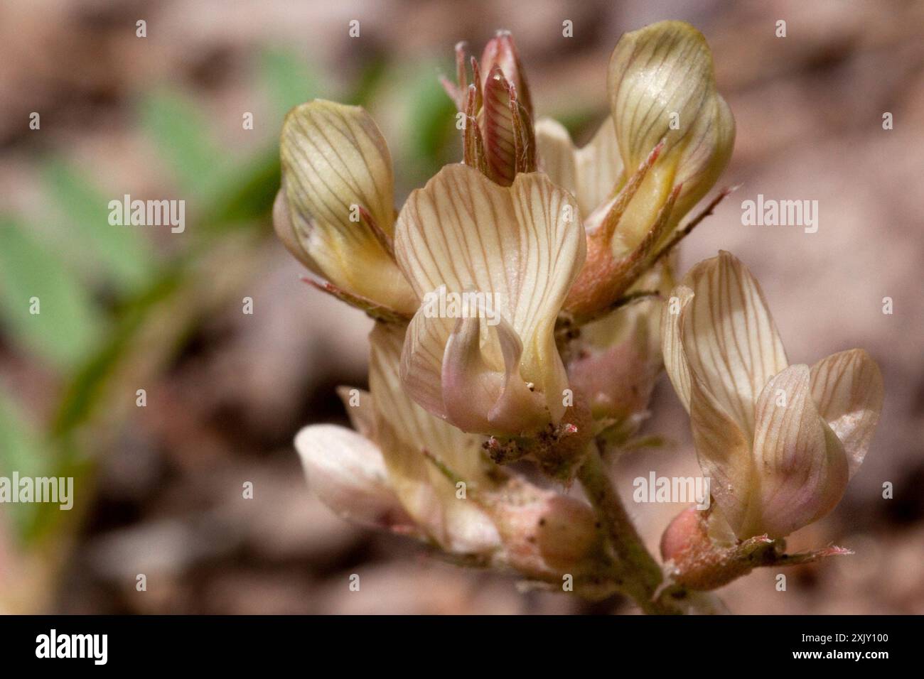 (Astragalus humistratus humistratus) Plantae Stock Photo - Alamy