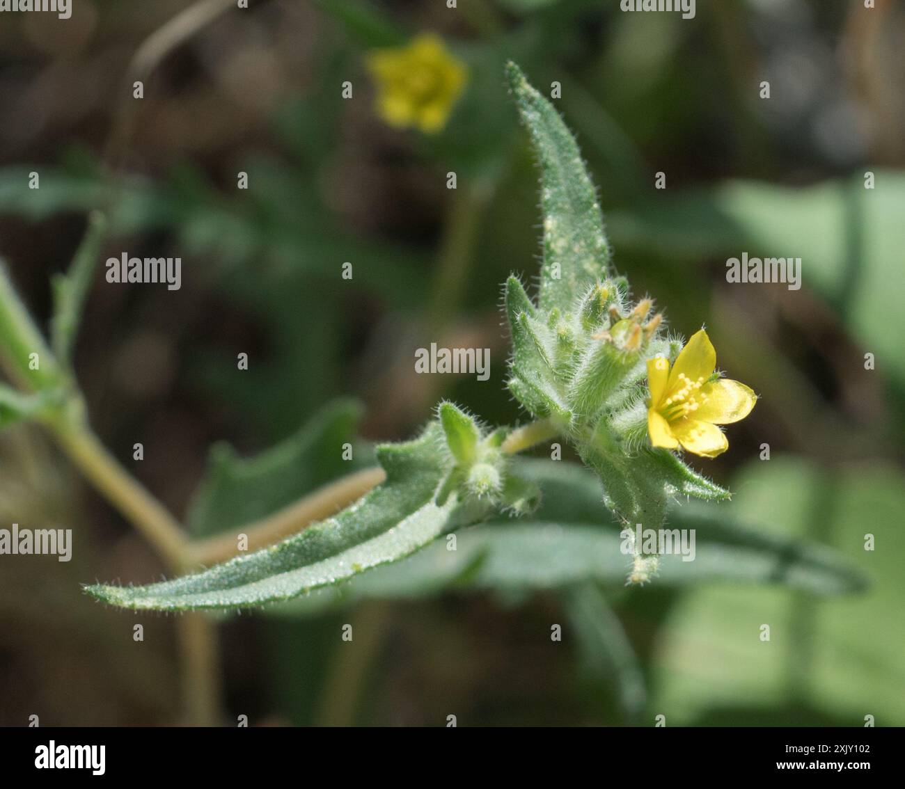 Blazingstars (Mentzelia) Plantae Stock Photo - Alamy