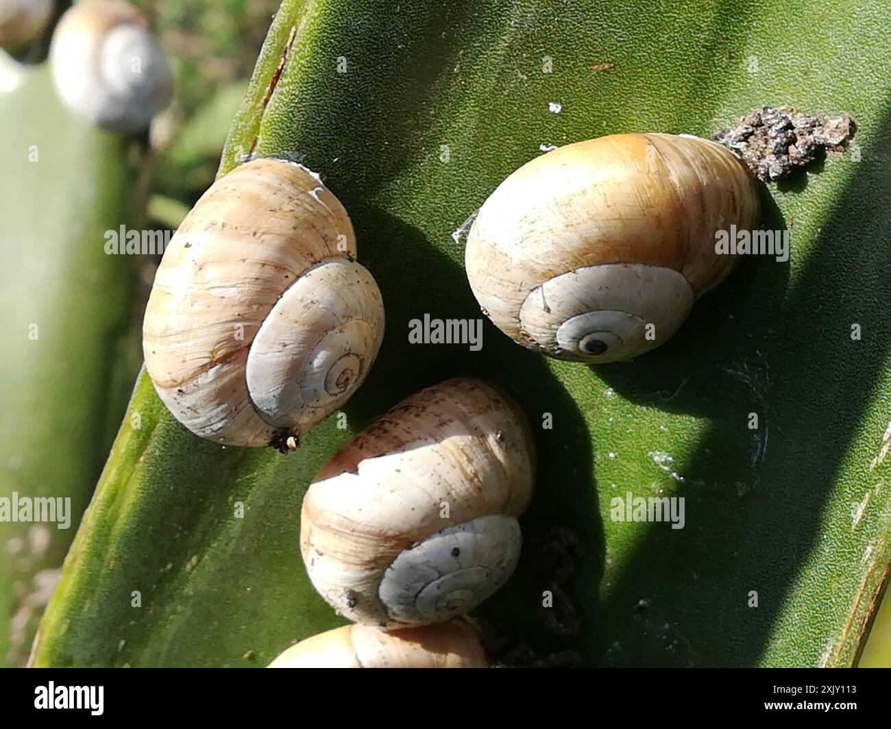 White Italian Snail (Theba pisana) Mollusca Stock Photo - Alamy