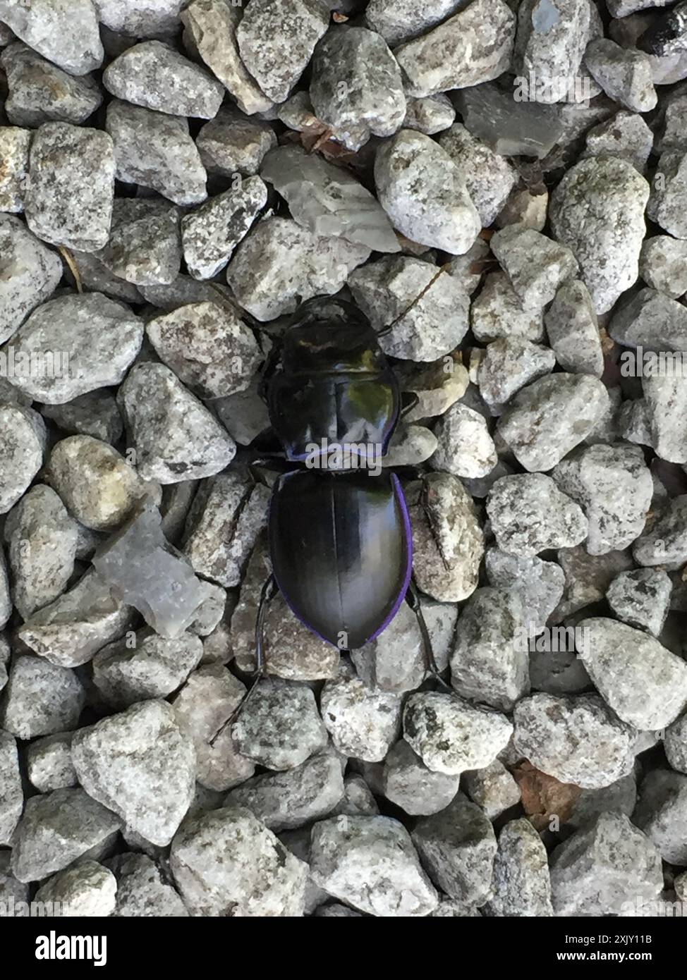 Warrior Beetles (Pasimachus) Insecta Stock Photo - Alamy