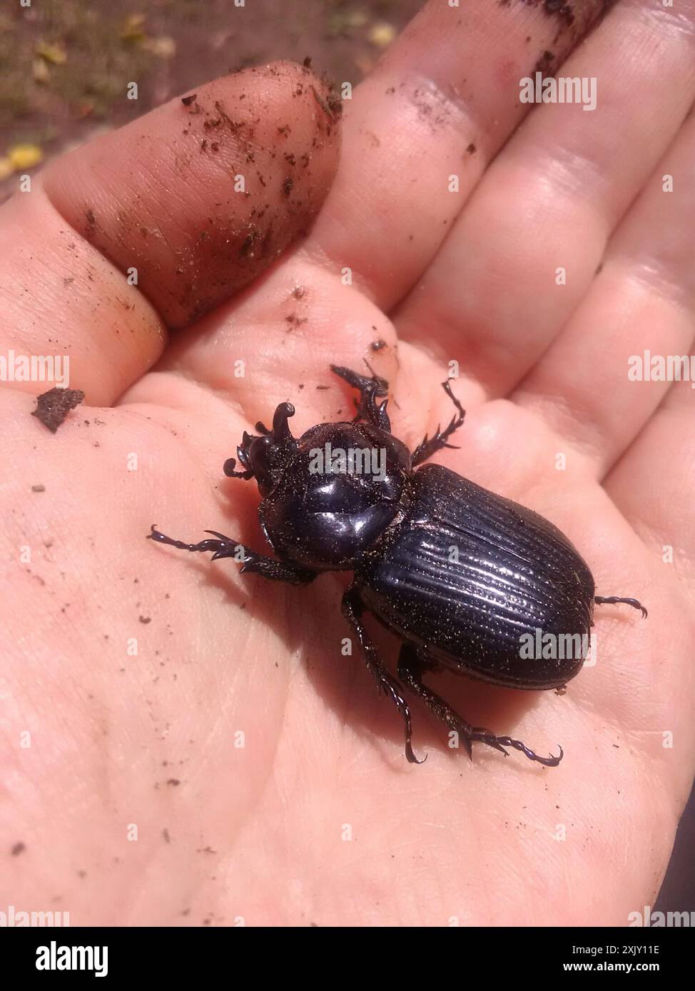 Triceratops Beetle (Phileurus truncatus) Insecta Stock Photo - Alamy