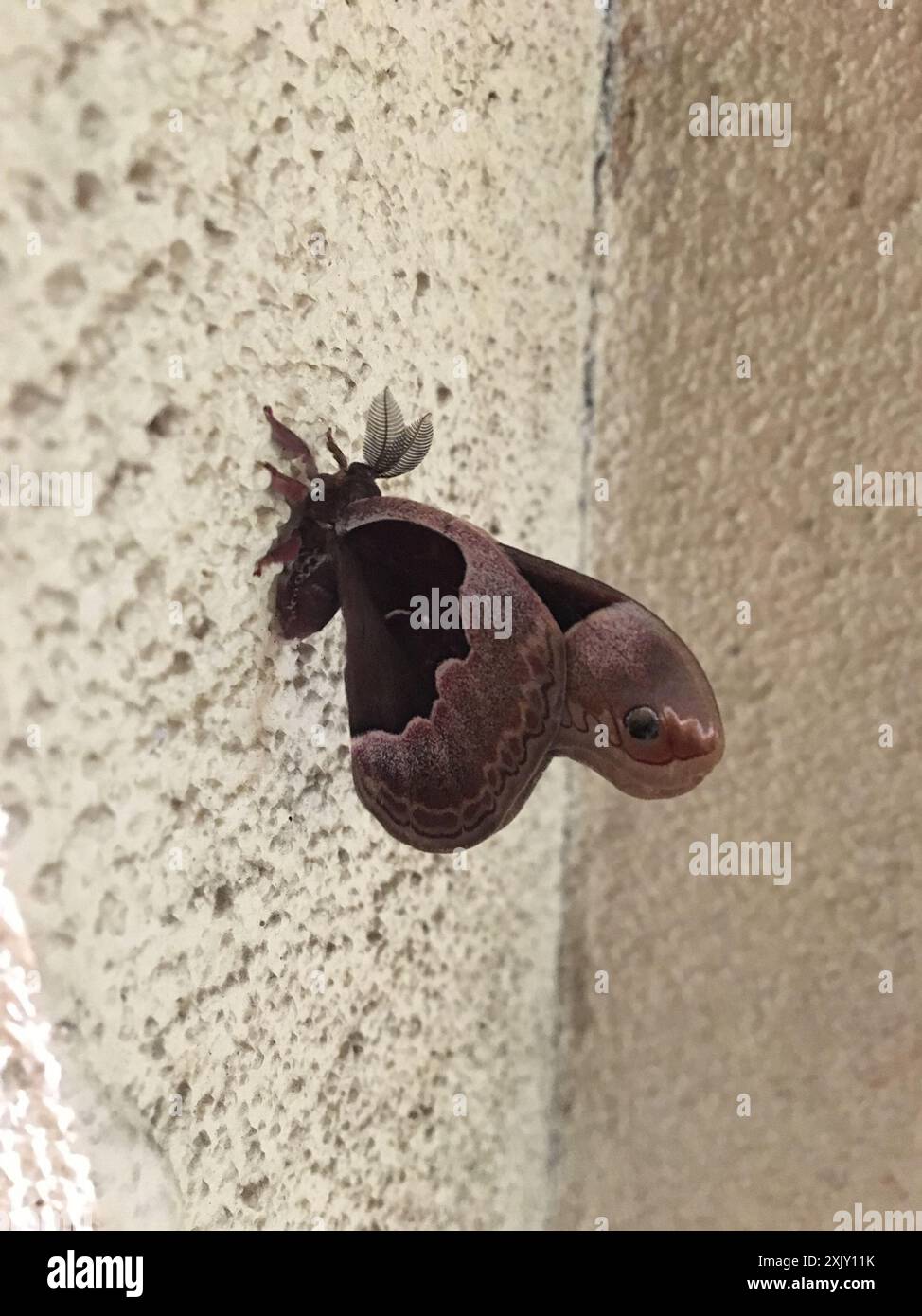 Promethea Silkmoth (Callosamia promethea) Insecta Stock Photo - Alamy