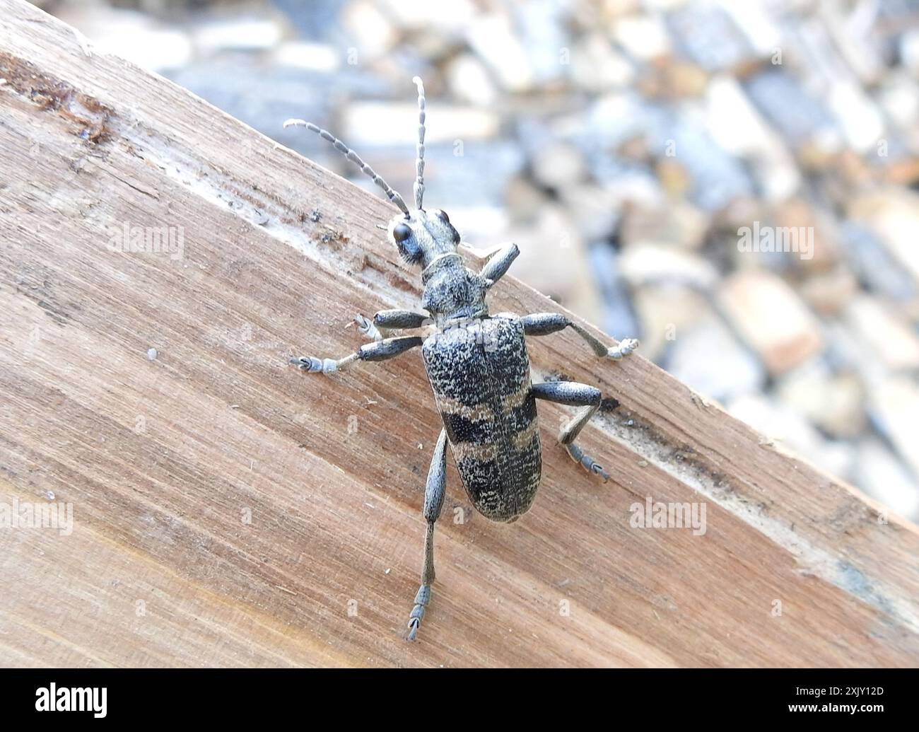 Blackspotted Longhorn Beetle (Rhagium mordax) Insecta Stock Photo - Alamy