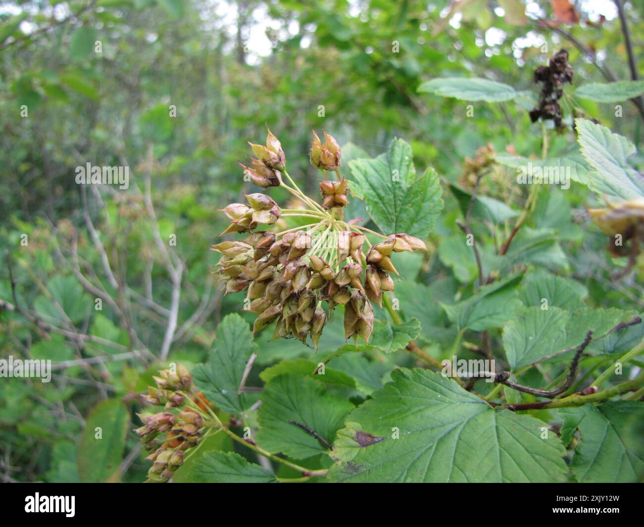 common ninebark (Physocarpus opulifolius) Plantae Stock Photo - Alamy