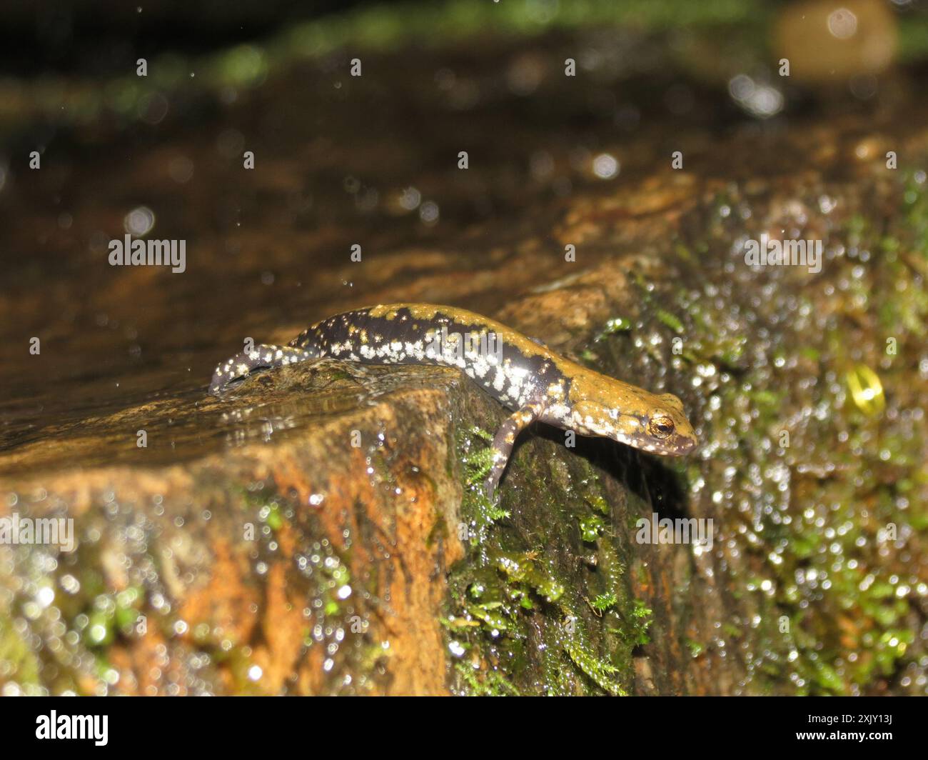 Pigeon Mountain Salamander (Plethodon petraeus) Amphibia Stock Photo ...