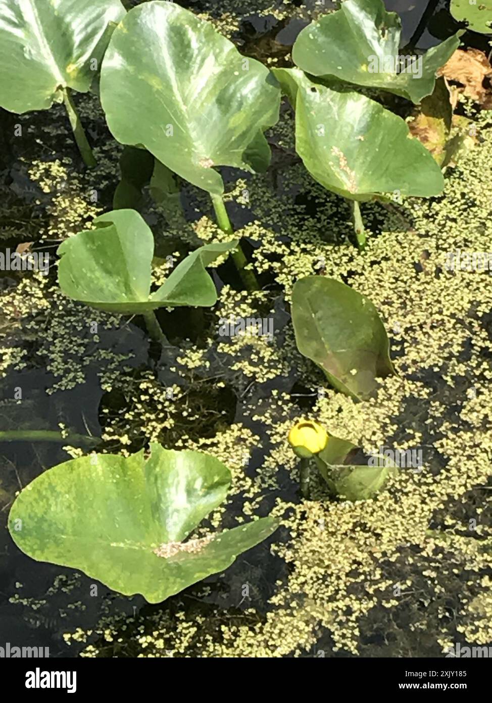 Variegated Yellow Pond-Lily (Nuphar variegata) Plantae Stock Photo - Alamy