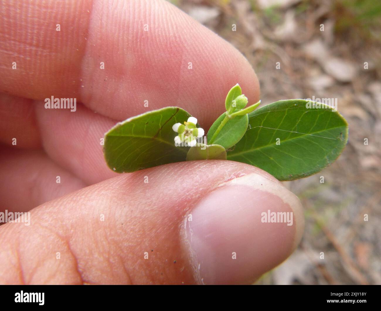 False Flowering Spurge (Euphorbia pubentissima) Plantae Stock Photo - Alamy