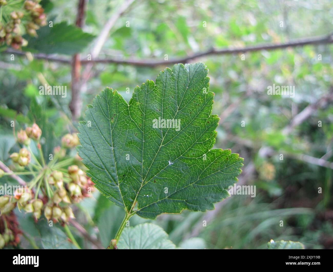 common ninebark (Physocarpus opulifolius) Plantae Stock Photo - Alamy