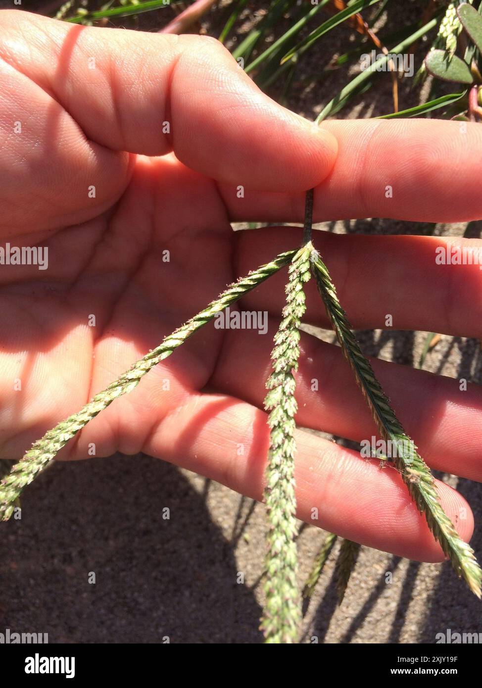 Goose Grass (Eleusine indica) Plantae Stock Photo - Alamy
