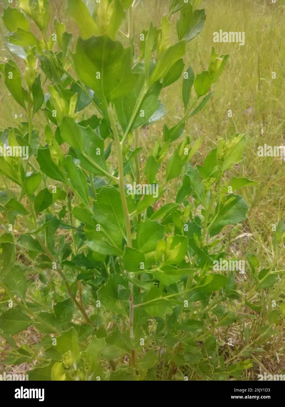 groundsel tree (Baccharis halimifolia) Plantae Stock Photo - Alamy