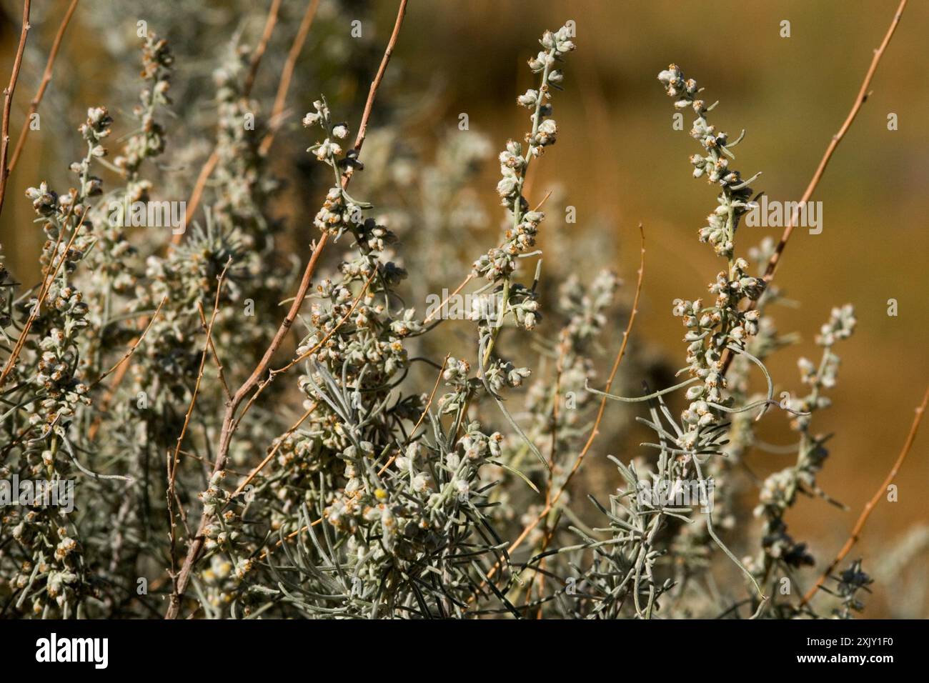 Artemisia filifolia hi-res stock photography and images - Alamy