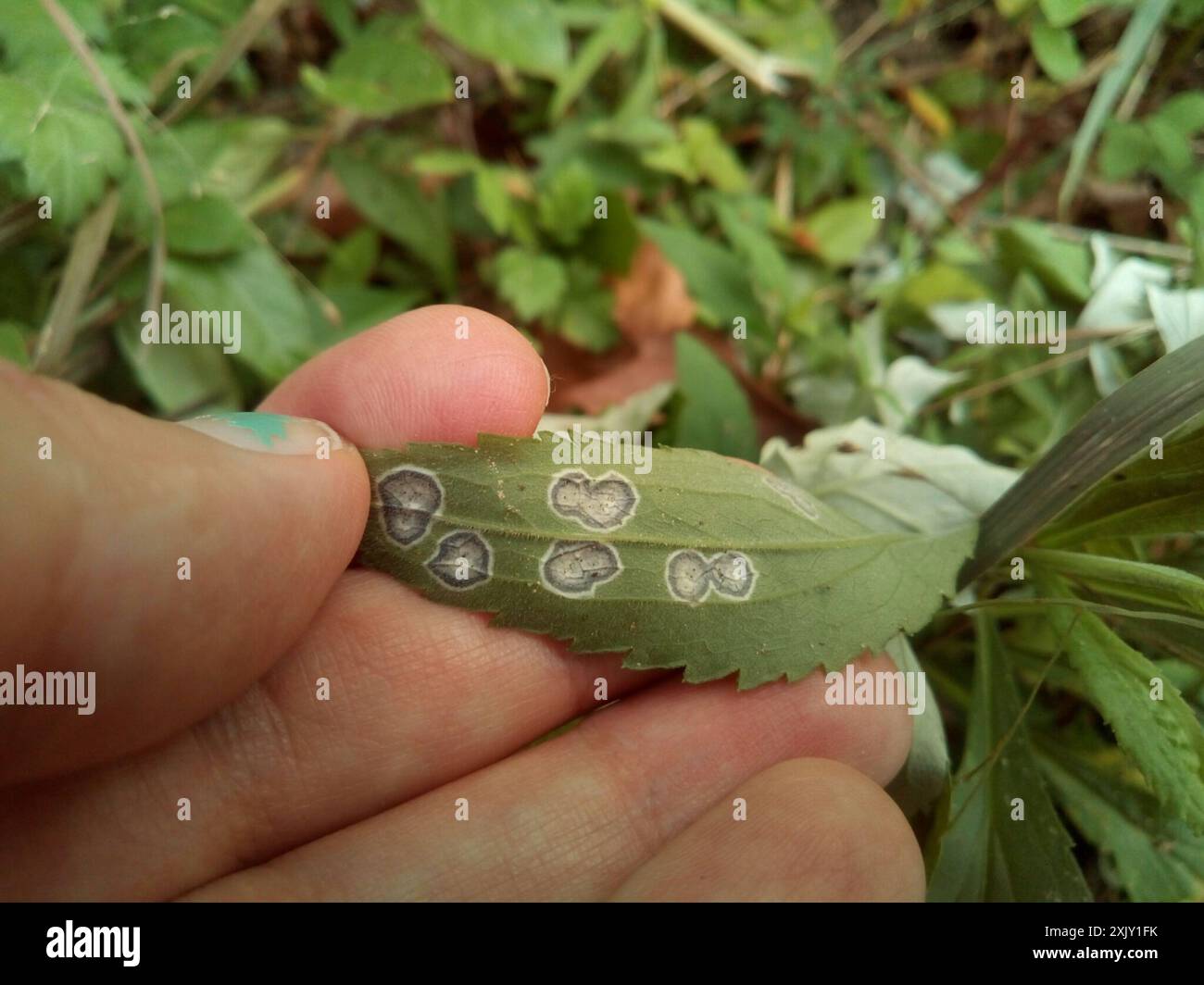 Carbonifera goldenrod gall midge (Asteromyia carbonifera) Insecta Stock ...