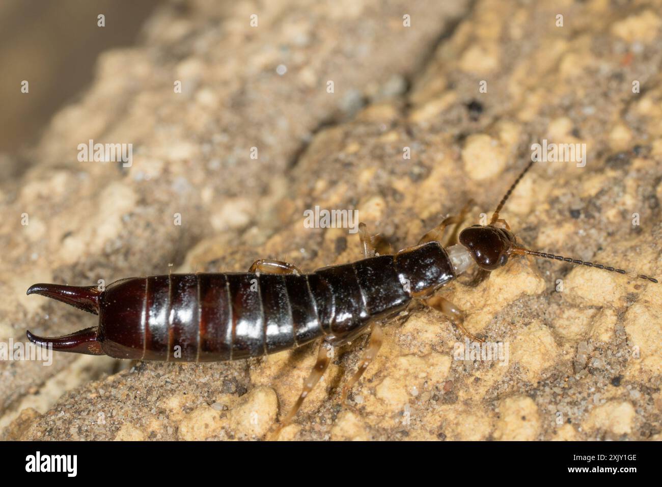 Ring-legged Earwig (Euborellia annulipes) Insecta Stock Photo - Alamy