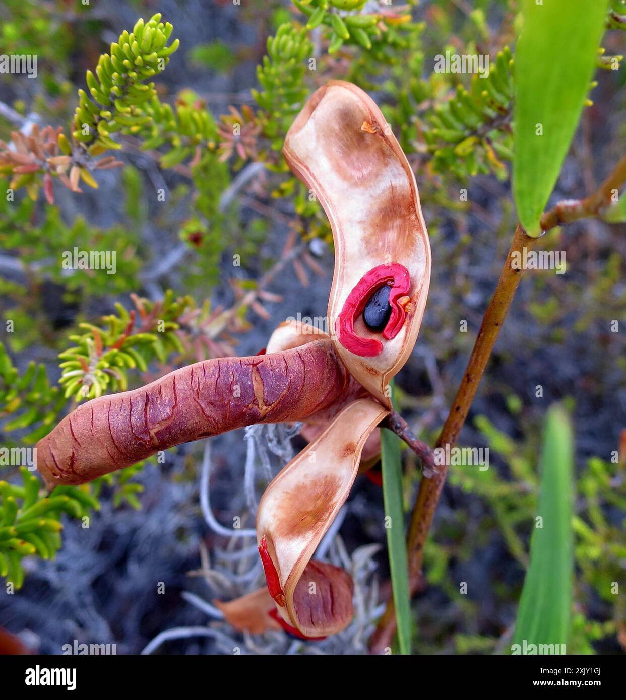 western coastal wattle (Acacia cyclops) Plantae Stock Photo - Alamy