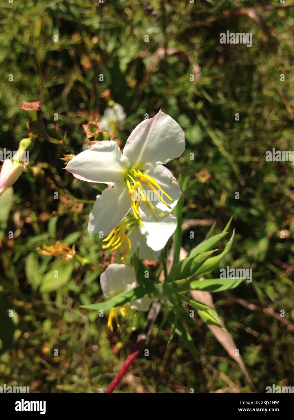Meadowbeauties (Rhexia) Plantae Stock Photo - Alamy