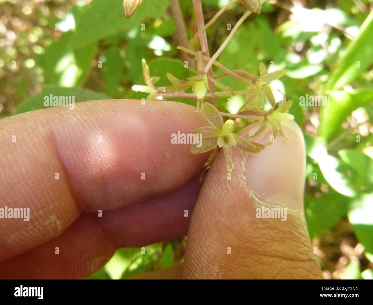 crane-fly orchid (Tipularia discolor) Plantae Stock Photo - Alamy