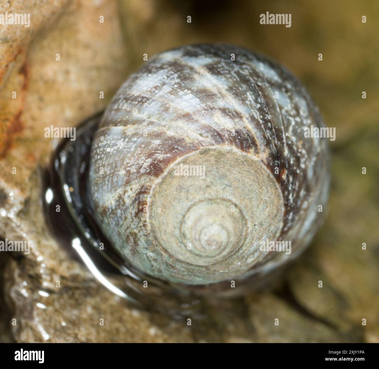 Gastropods (Gastropoda) Mollusca Stock Photo - Alamy