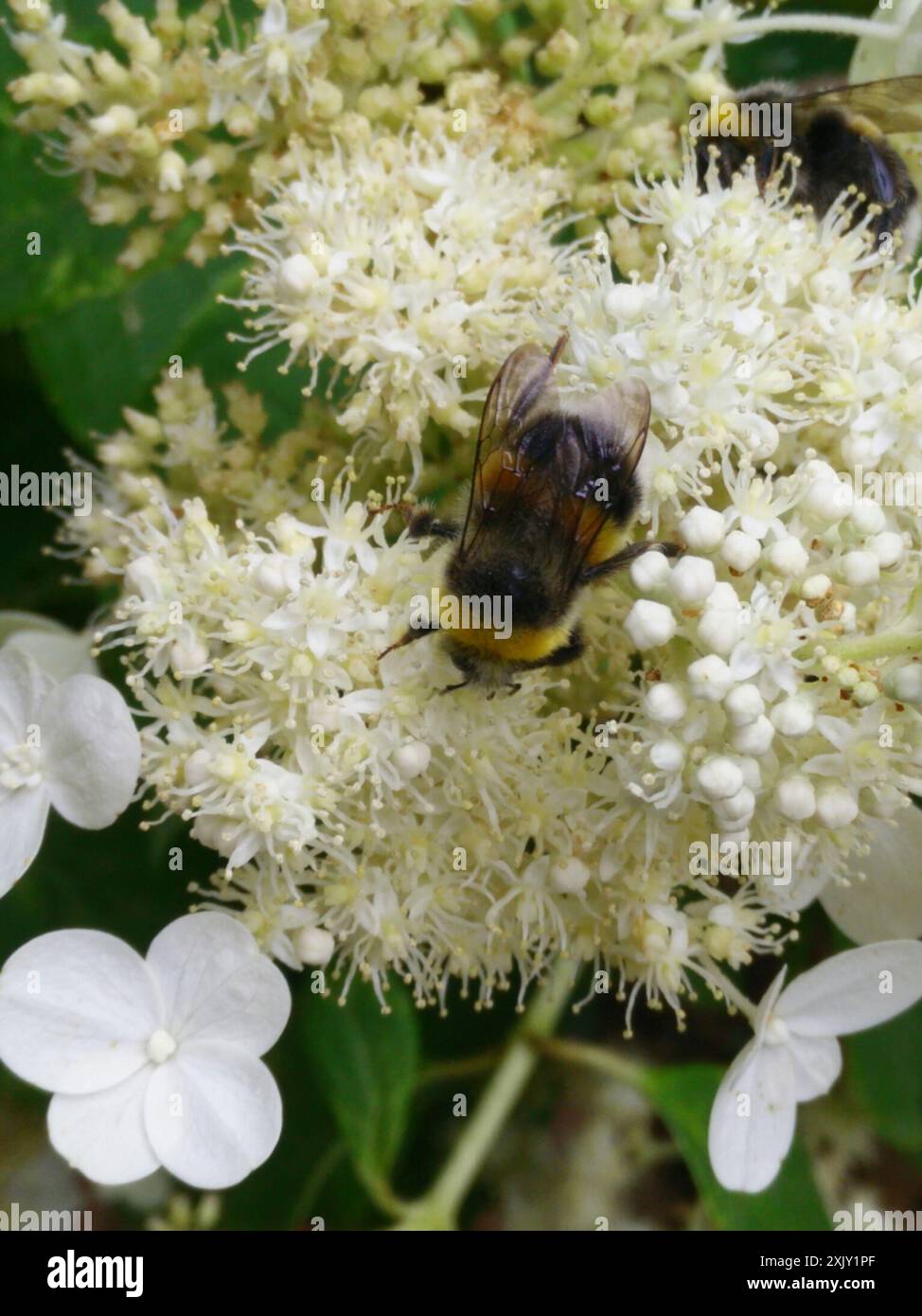 White-tailed Bumble Bee (Bombus lucorum) Insecta Stock Photo - Alamy