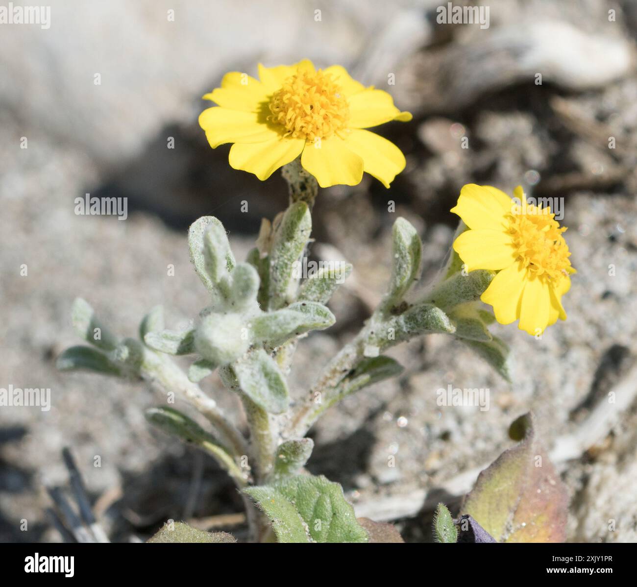 Wallace's woollydaisy (Eriophyllum wallacei) Plantae Stock Photo - Alamy
