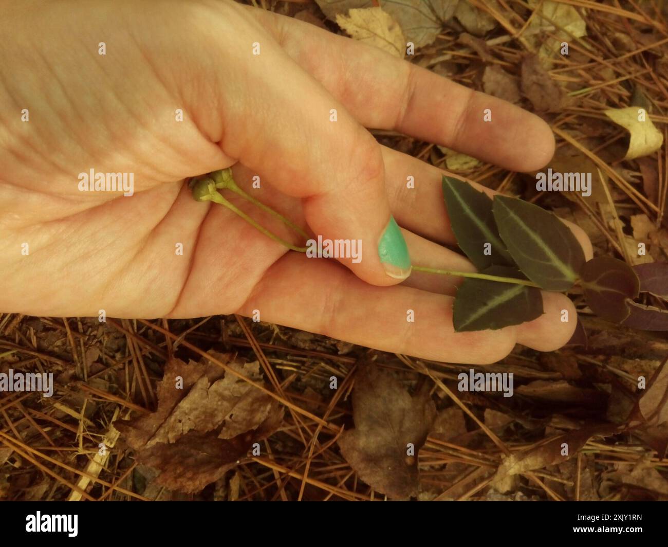 striped wintergreen (Chimaphila maculata) Plantae Stock Photo - Alamy