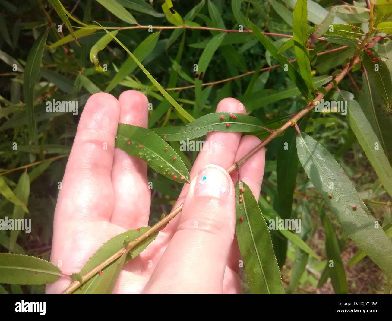 Willow Bead Gall Mite (Aculus tetanothrix) Arachnida Stock Photo - Alamy