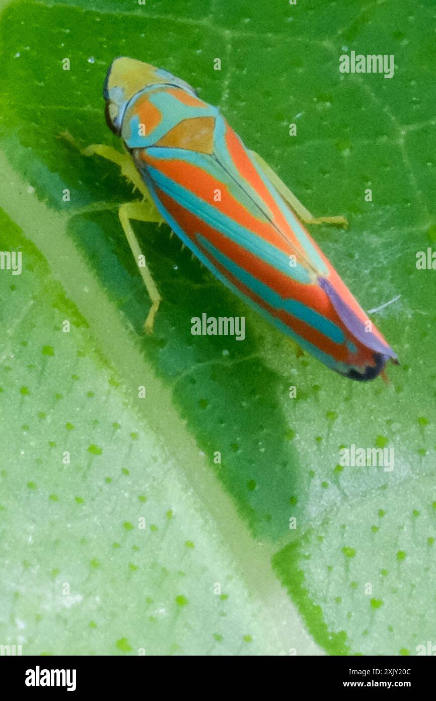 Red-banded Leafhopper (Graphocephala coccinea) Insecta Stock Photo - Alamy