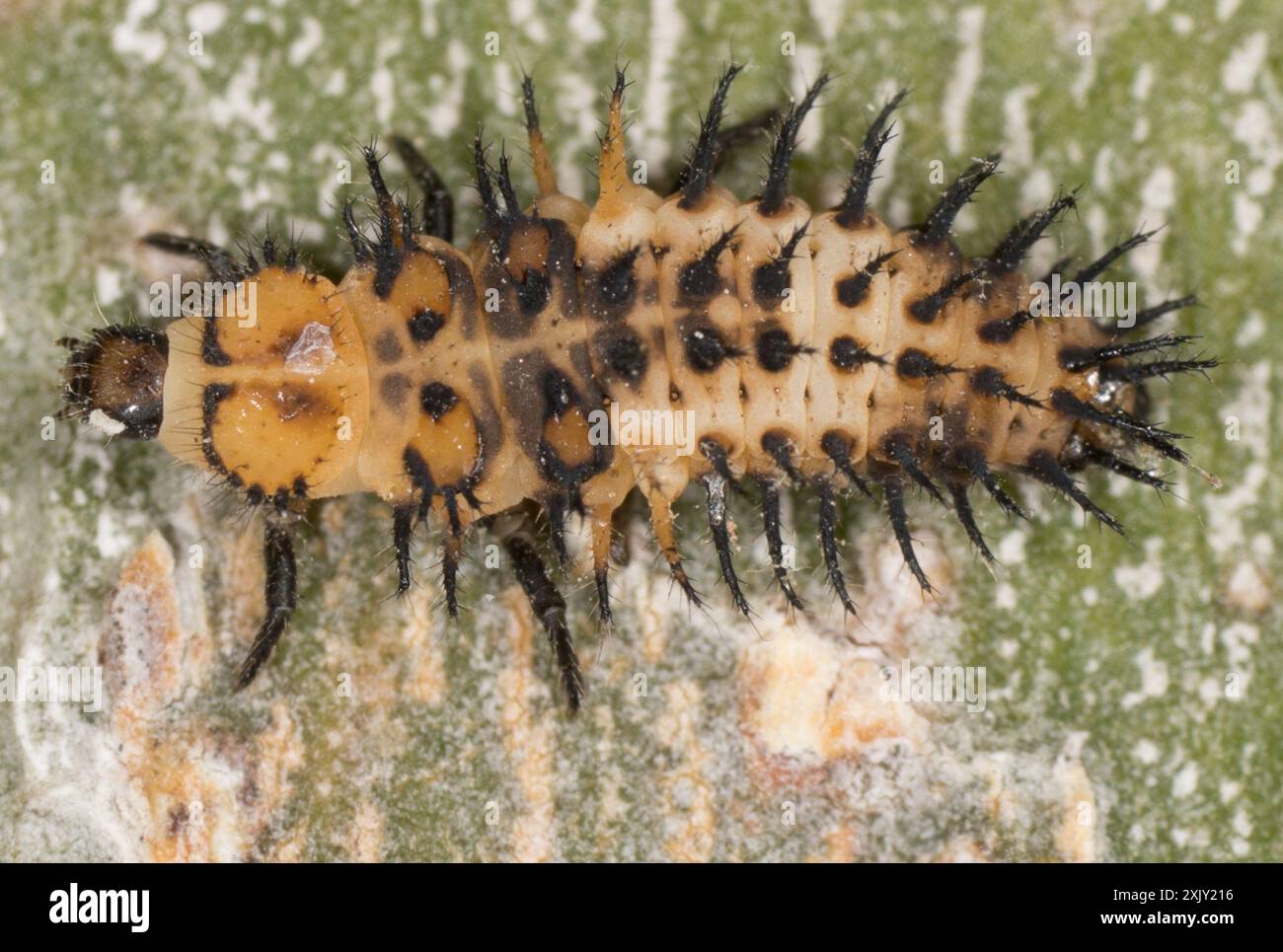 Scale-feeding Lady Beetles (Chilocorinae) Insecta Stock Photo - Alamy
