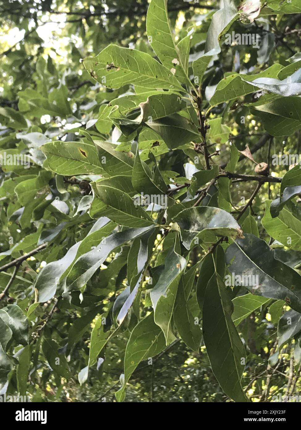shingle oak (Quercus imbricaria) Plantae Stock Photo - Alamy