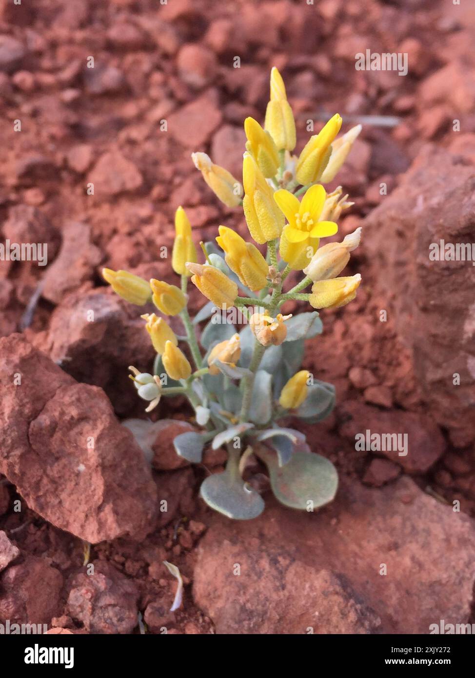 bladderpods (Physaria) Plantae Stock Photo - Alamy