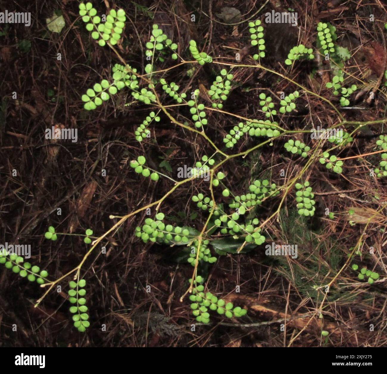 Small-leaved kowhai (Sophora microphylla) Plantae Stock Photo - Alamy